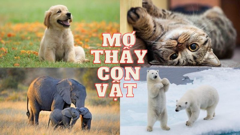 Mơ thấy con vật có điềm báo gì? Là xui hay may mắn